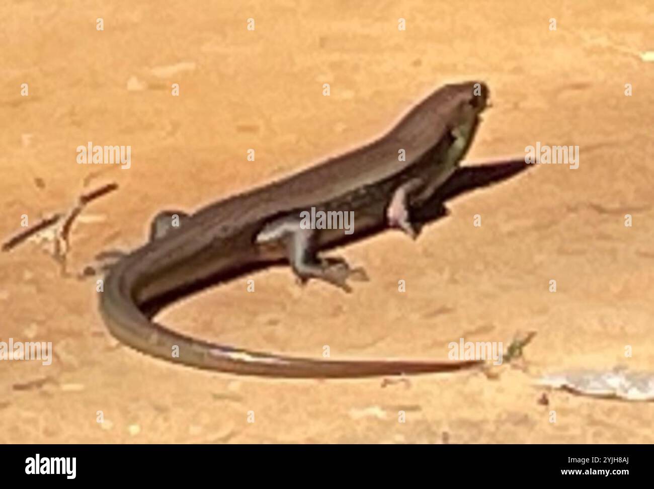 Major Skink (Bellatorias frerei Stock Photo - Alamy