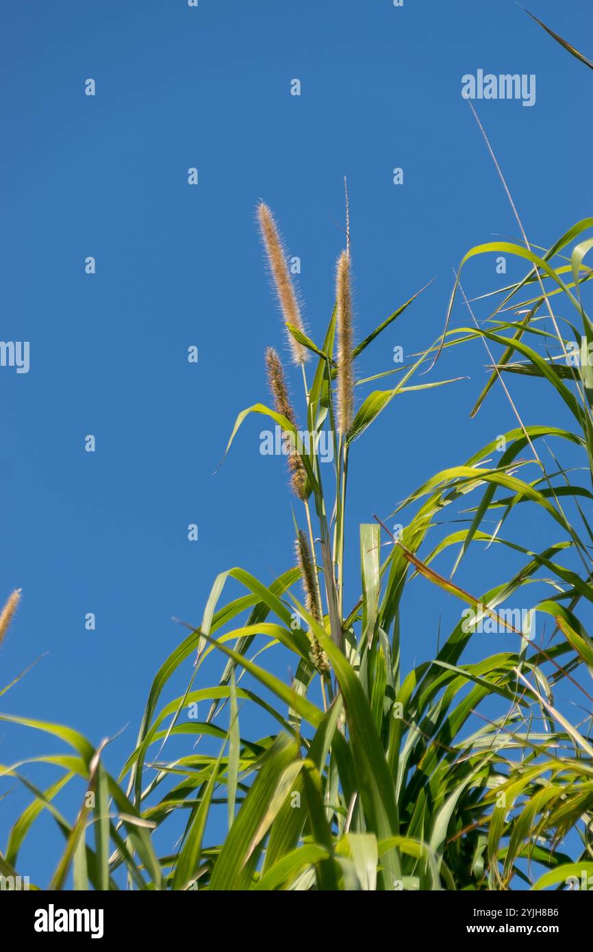 African Elephant Grass