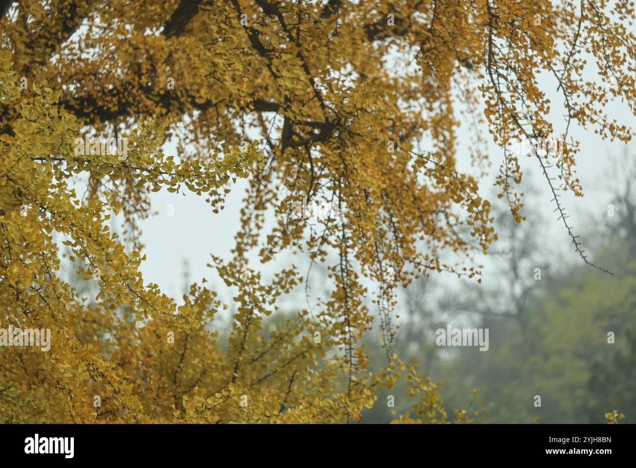 Aerial photo shows an ancient ginkgo tree at a temple in Xi'an City ...