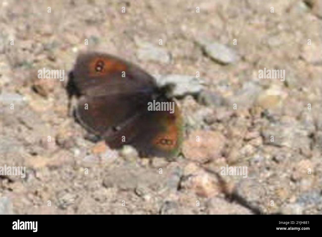 Colorado Alpine (Erebia callias Stock Photo - Alamy