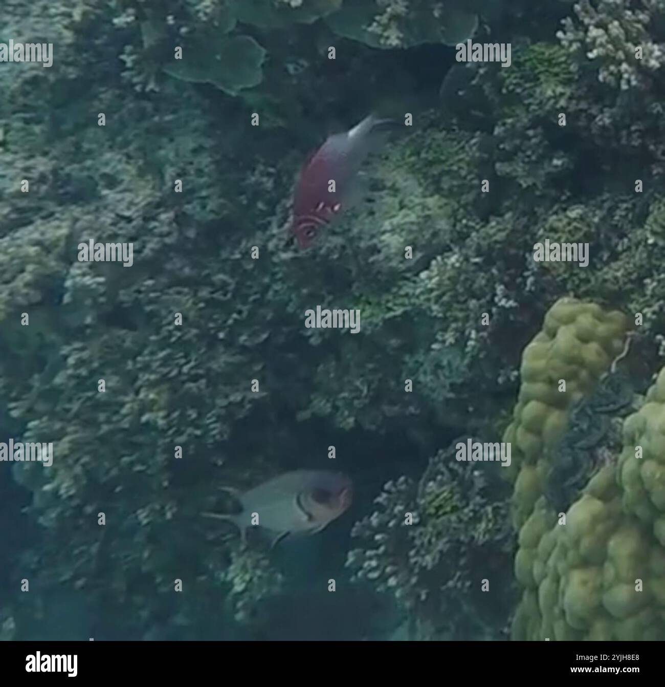 Squirrelfishes and Soldierfishes (Holocentridae Stock Photo - Alamy