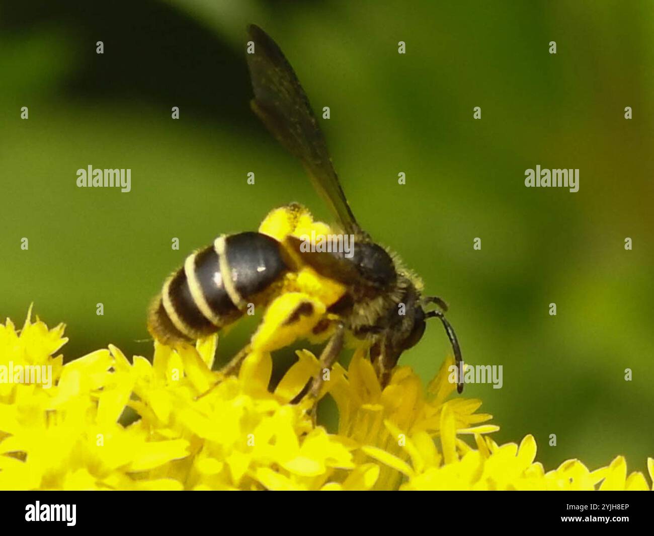 Cloudy-winged Mining Bee (Andrena nubecula Stock Photo - Alamy