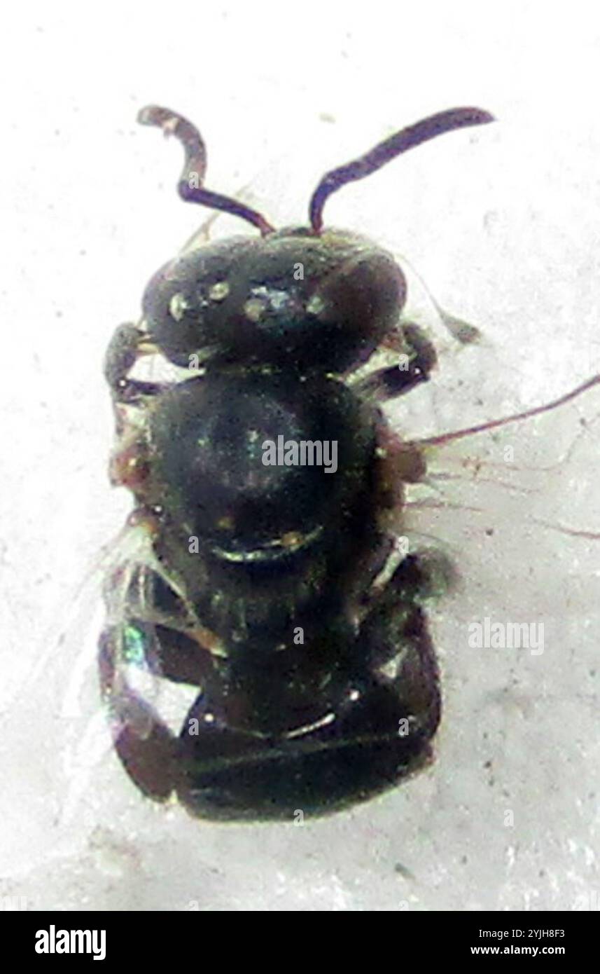 Stingless Bees (Meliponini Stock Photo - Alamy