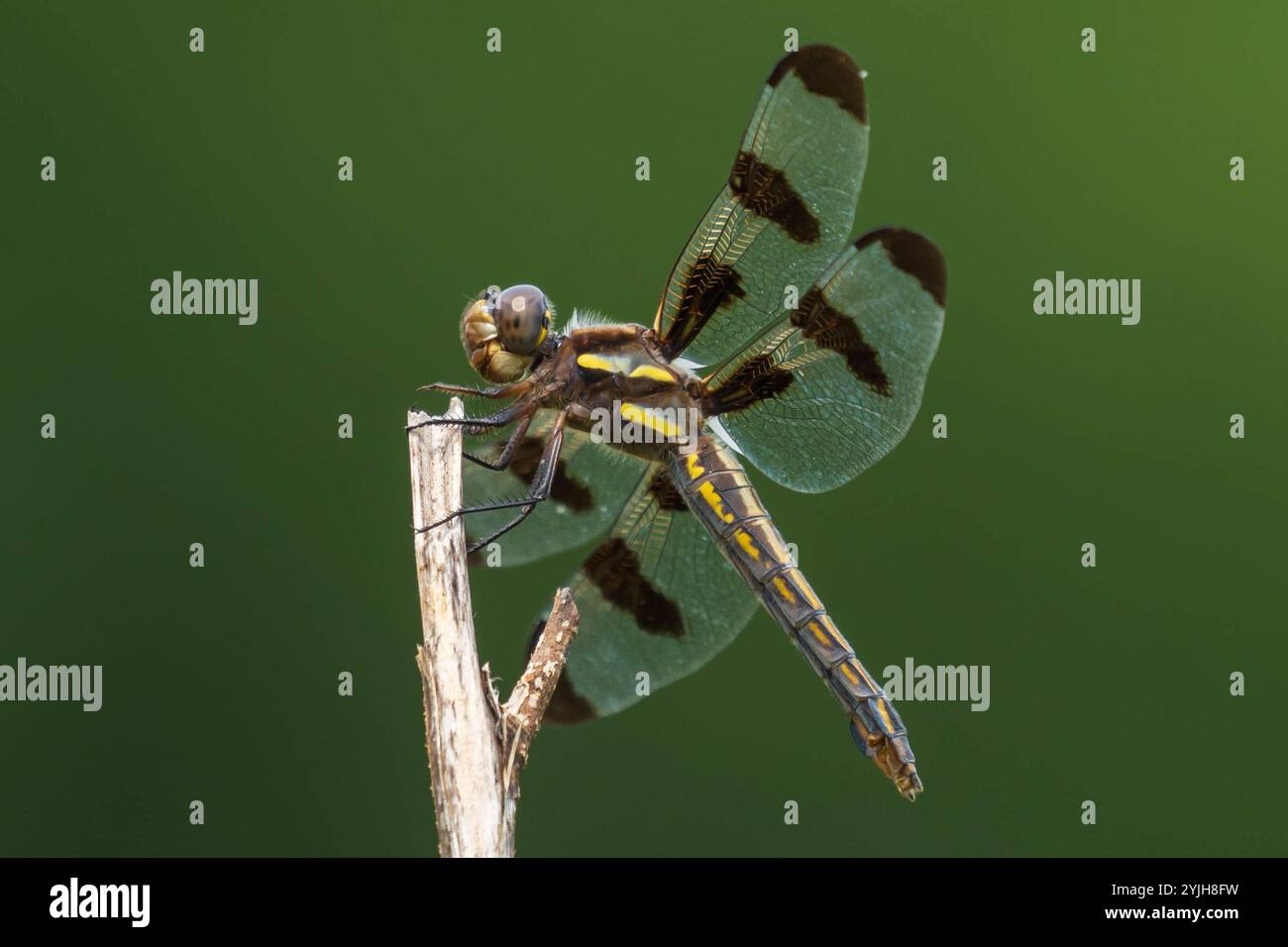 Twelve-spotted Skimmer (Libellula pulchella Stock Photo - Alamy
