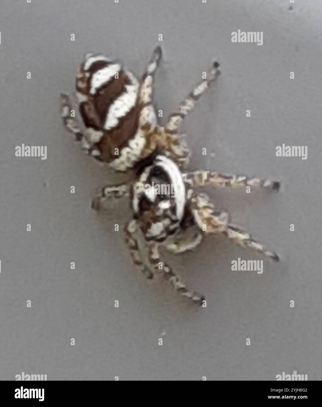 Zebra Jumping Spider (Salticus scenicus Stock Photo - Alamy