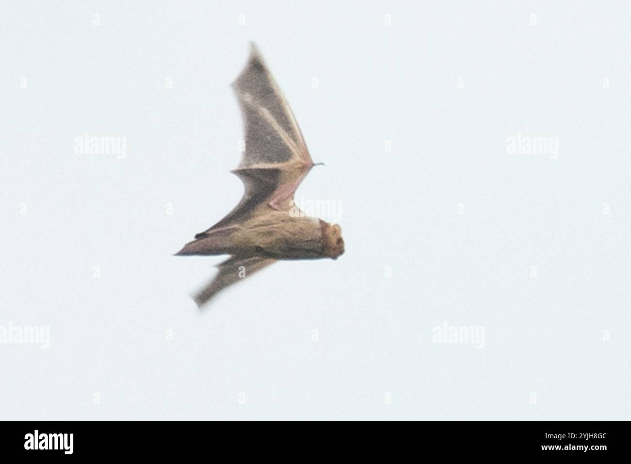 Eastern Red Bat (Lasiurus borealis Stock Photo - Alamy