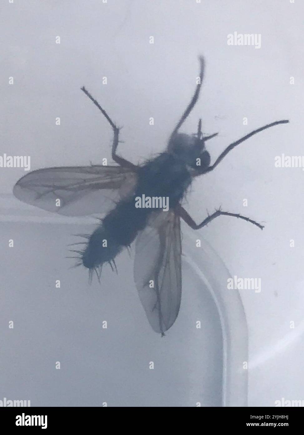 Mintho hi-res stock photography and images - Alamy