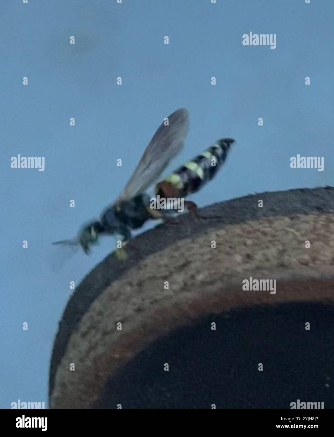 Scoliid Wasps (Scoliidae Stock Photo - Alamy