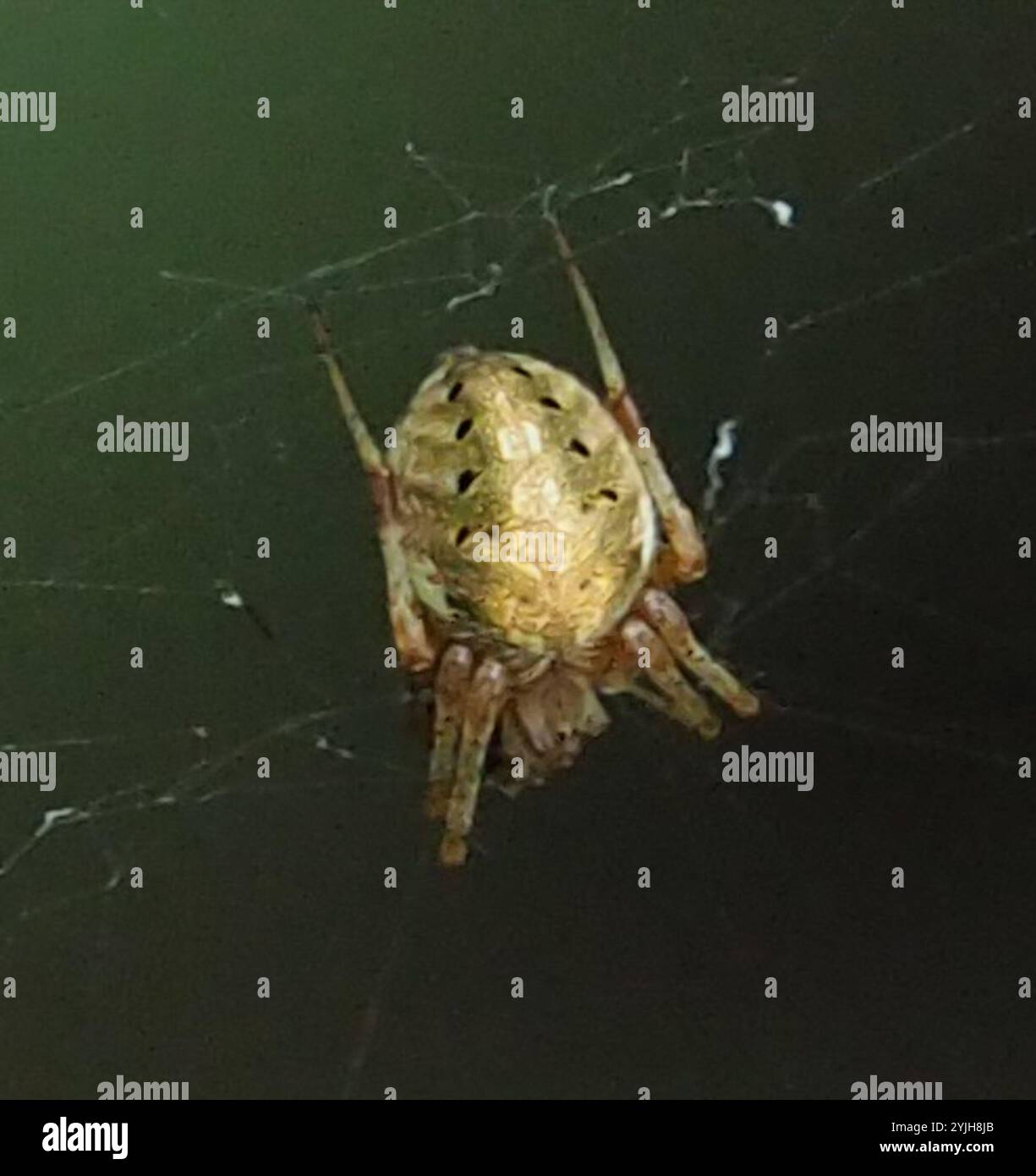 Arabesque Orbweaver (Neoscona arabesca Stock Photo - Alamy