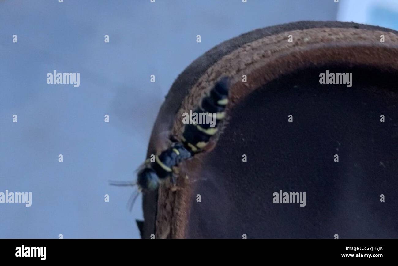 Scoliid Wasps (Scoliidae Stock Photo - Alamy