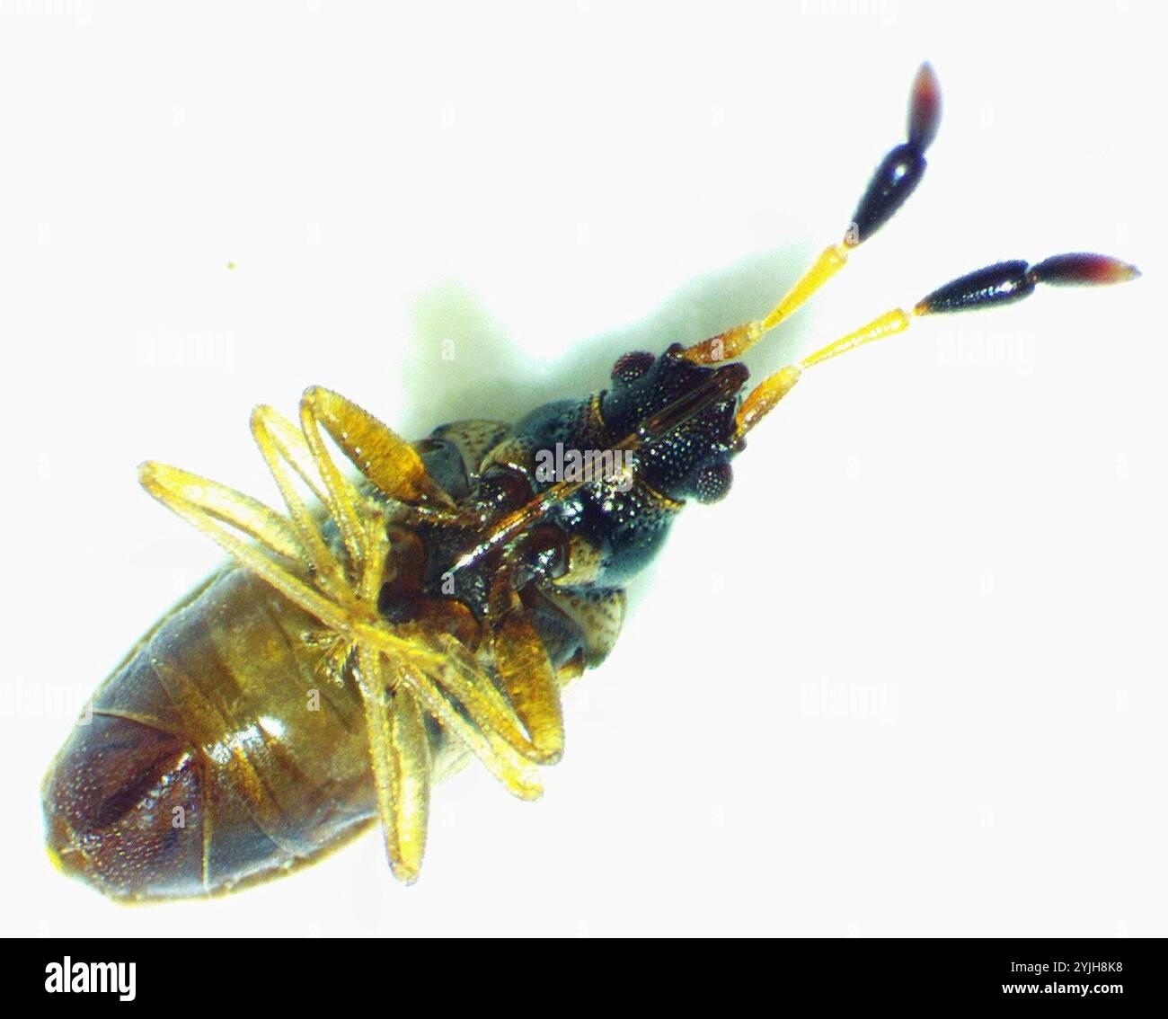 Clubbed Cut Out Stock Images & Pictures - Alamy