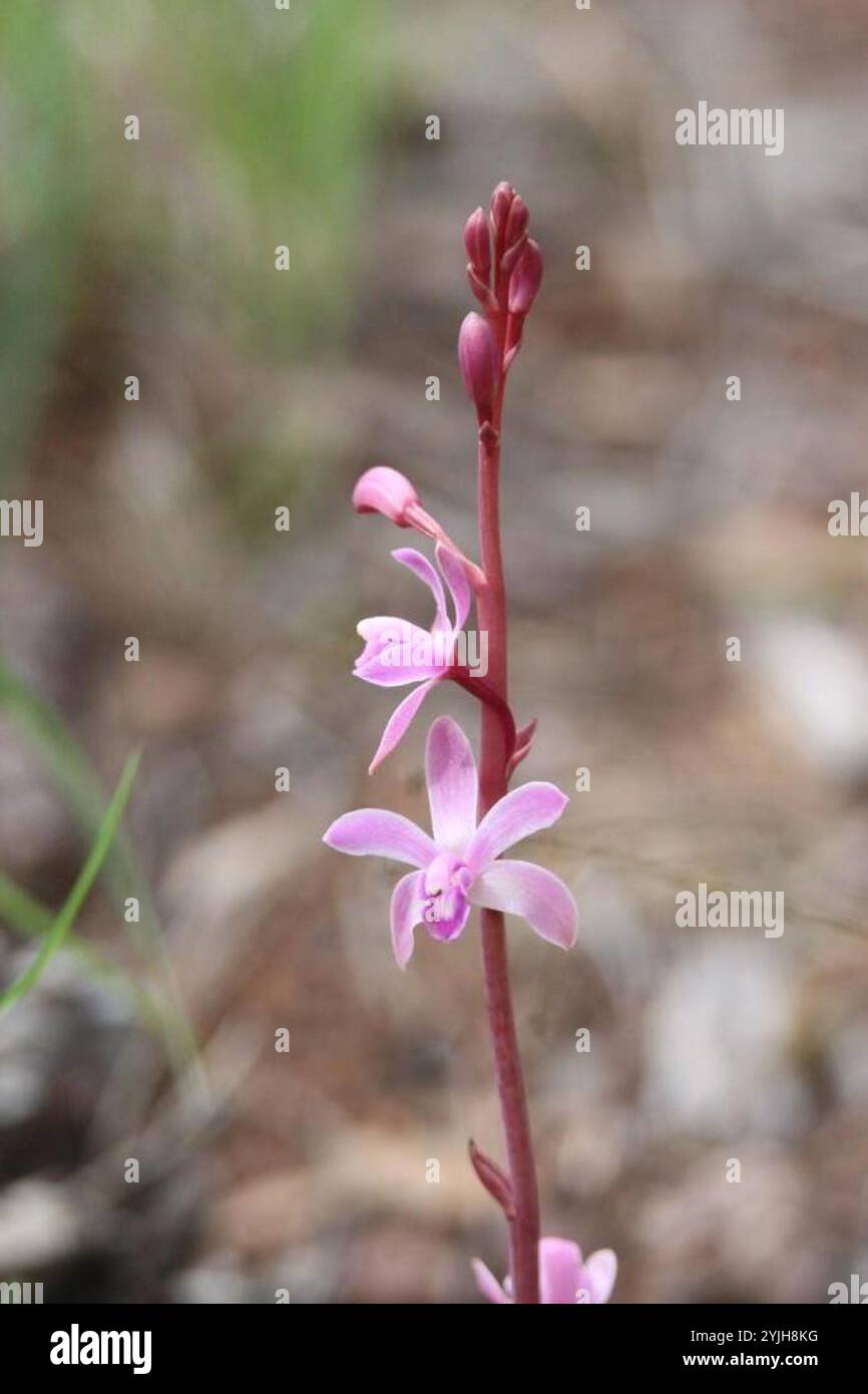 Largeflower Crested Coralroot (Bletia mexicana Stock Photo - Alamy