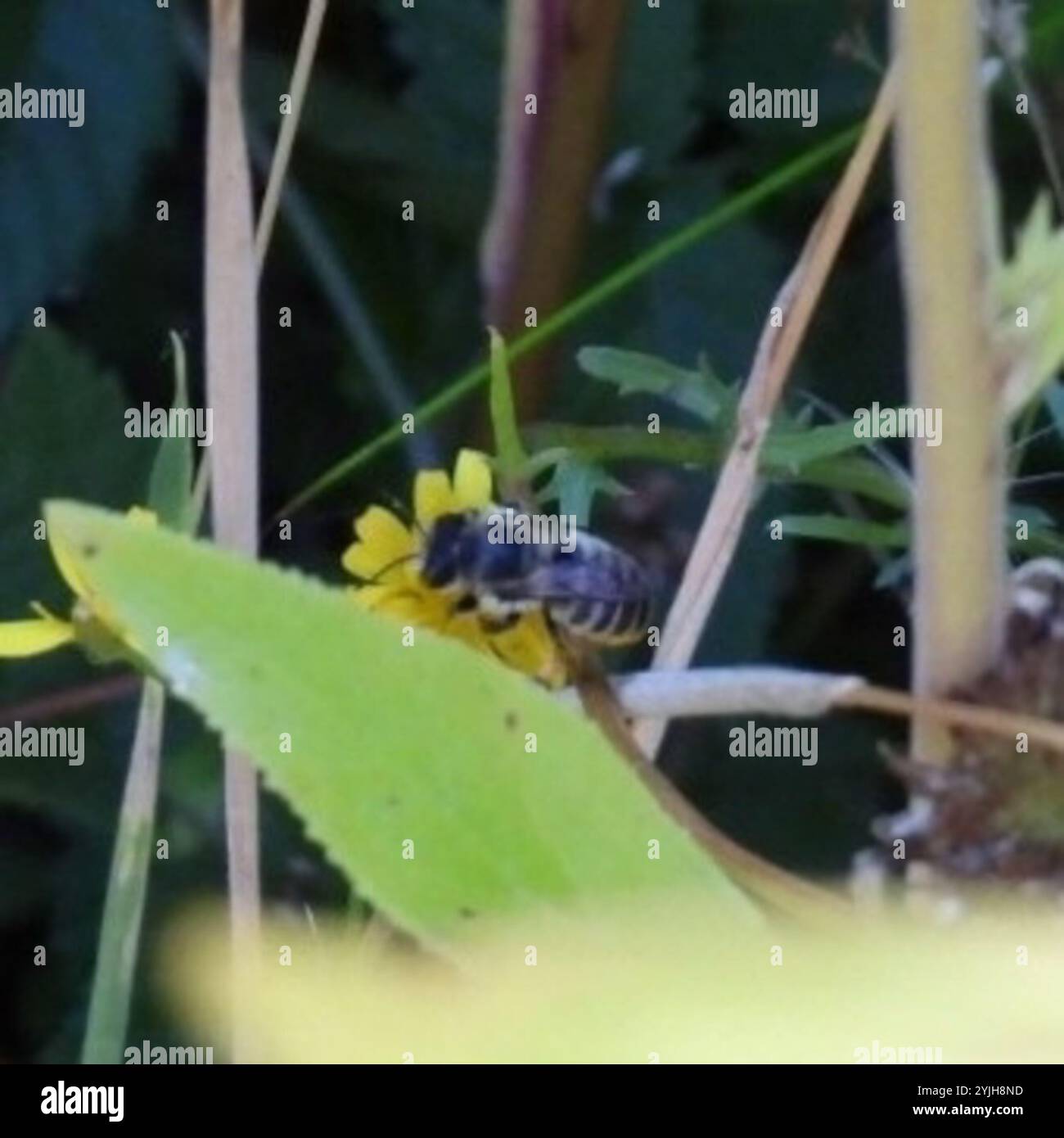 Western Leafcutter Bee (Megachile perihirta Stock Photo - Alamy