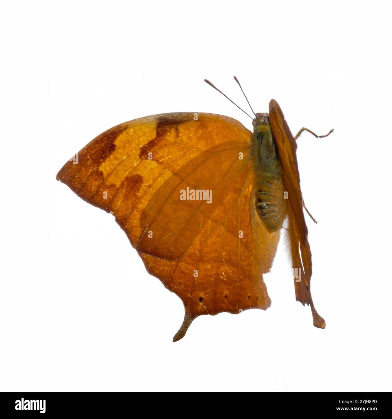 Angled Leafwing (Fountainea glycerium Stock Photo - Alamy