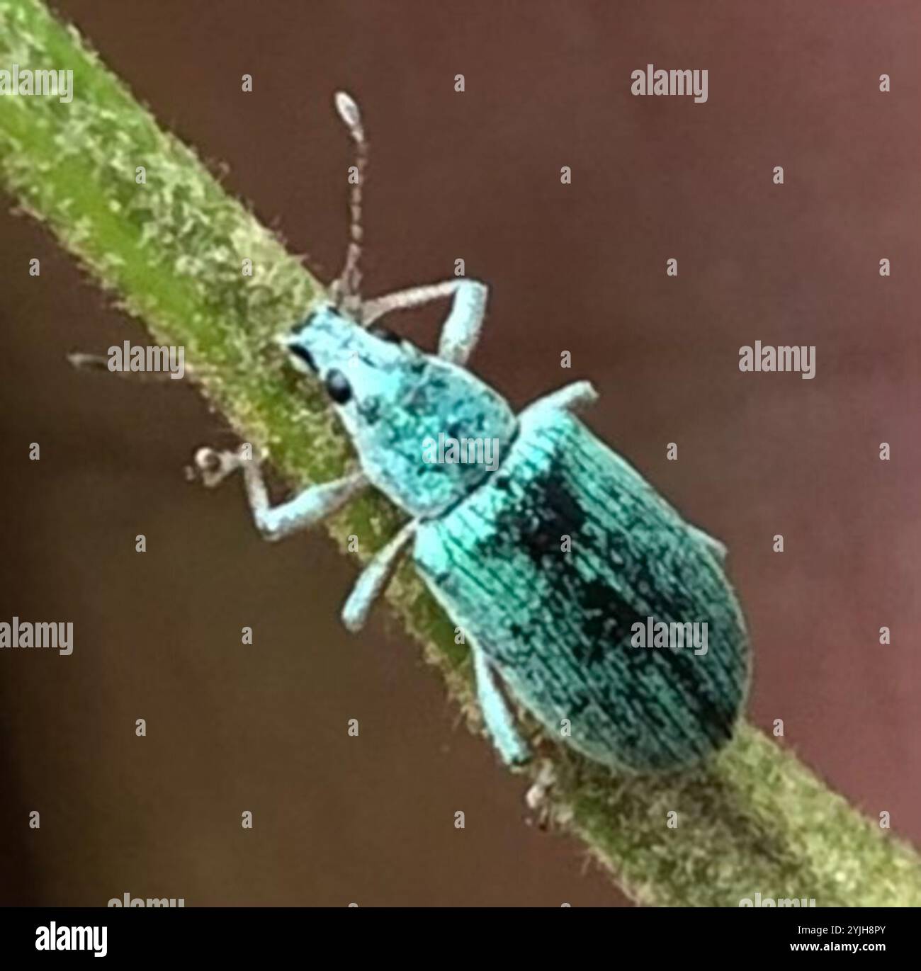 Green Immigrant Leaf Weevil (Polydrusus formosus Stock Photo - Alamy