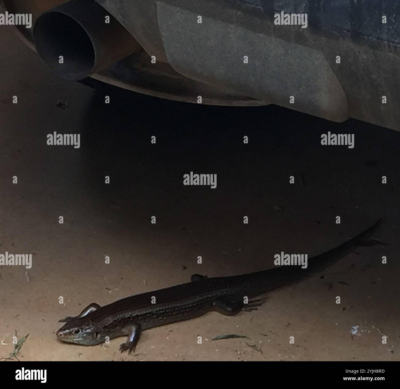 Major Skink (Bellatorias frerei Stock Photo - Alamy