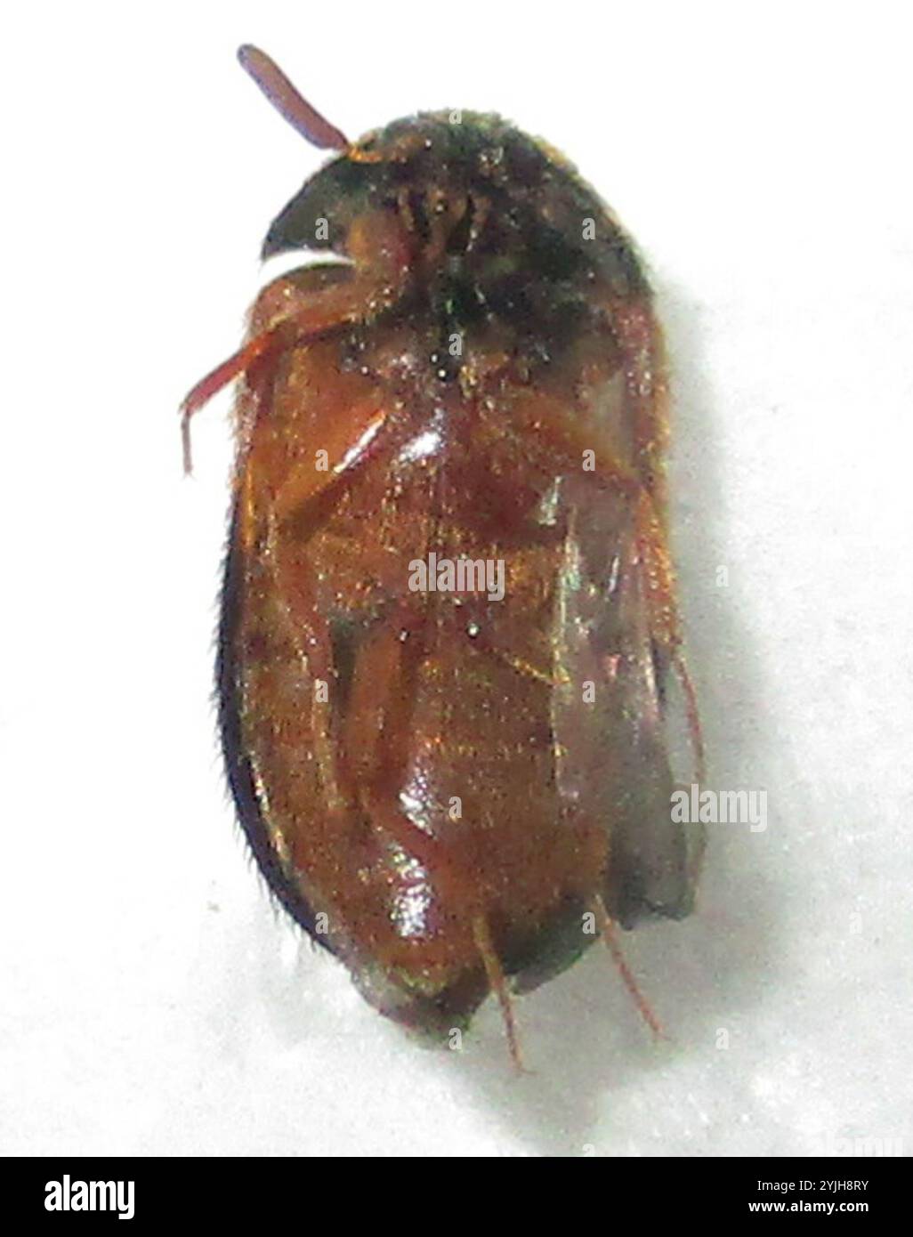 Attagenus hi-res stock photography and images - Alamy