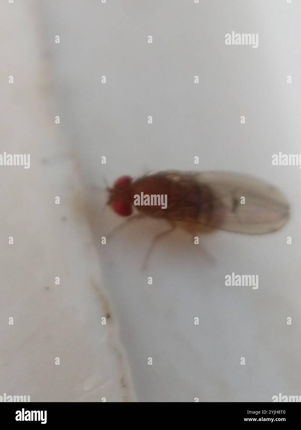 Small Fruit Flies (Drosophila Stock Photo - Alamy