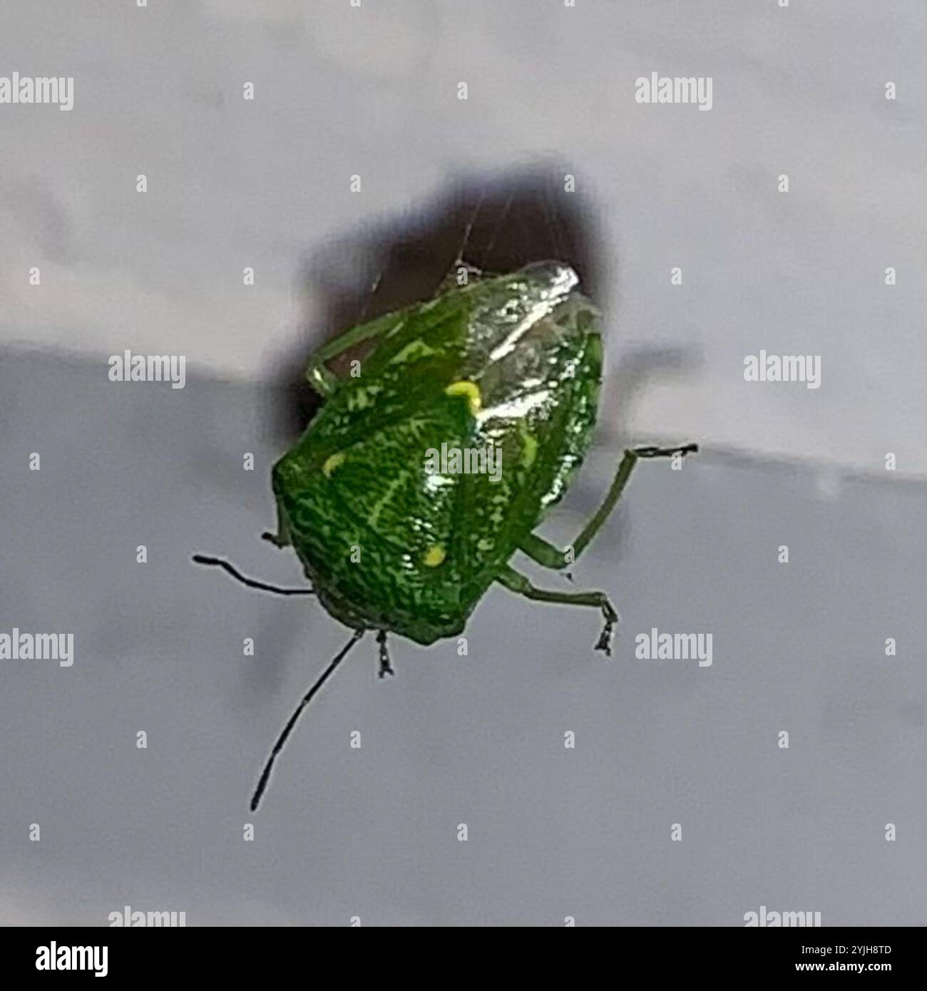 Juniper Stink Bug (Banasa euchlora Stock Photo - Alamy