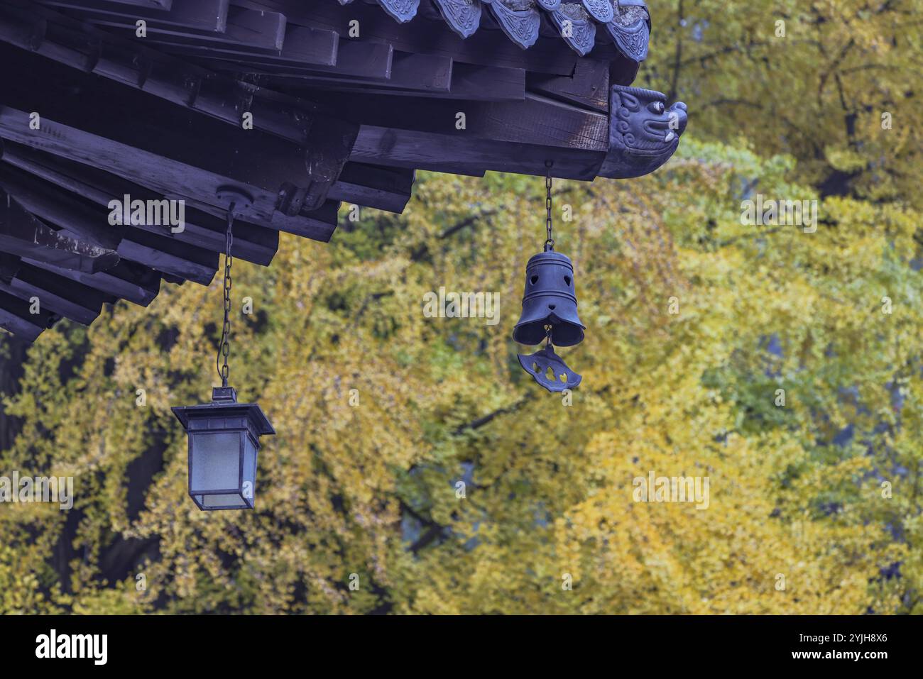 Aerial photo shows an ancient ginkgo tree at a temple in Xi'an City ...