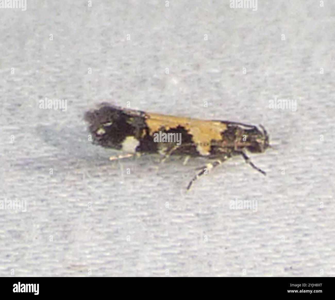 Red-necked Peanutworm Moth (Stegasta bosqueella Stock Photo - Alamy