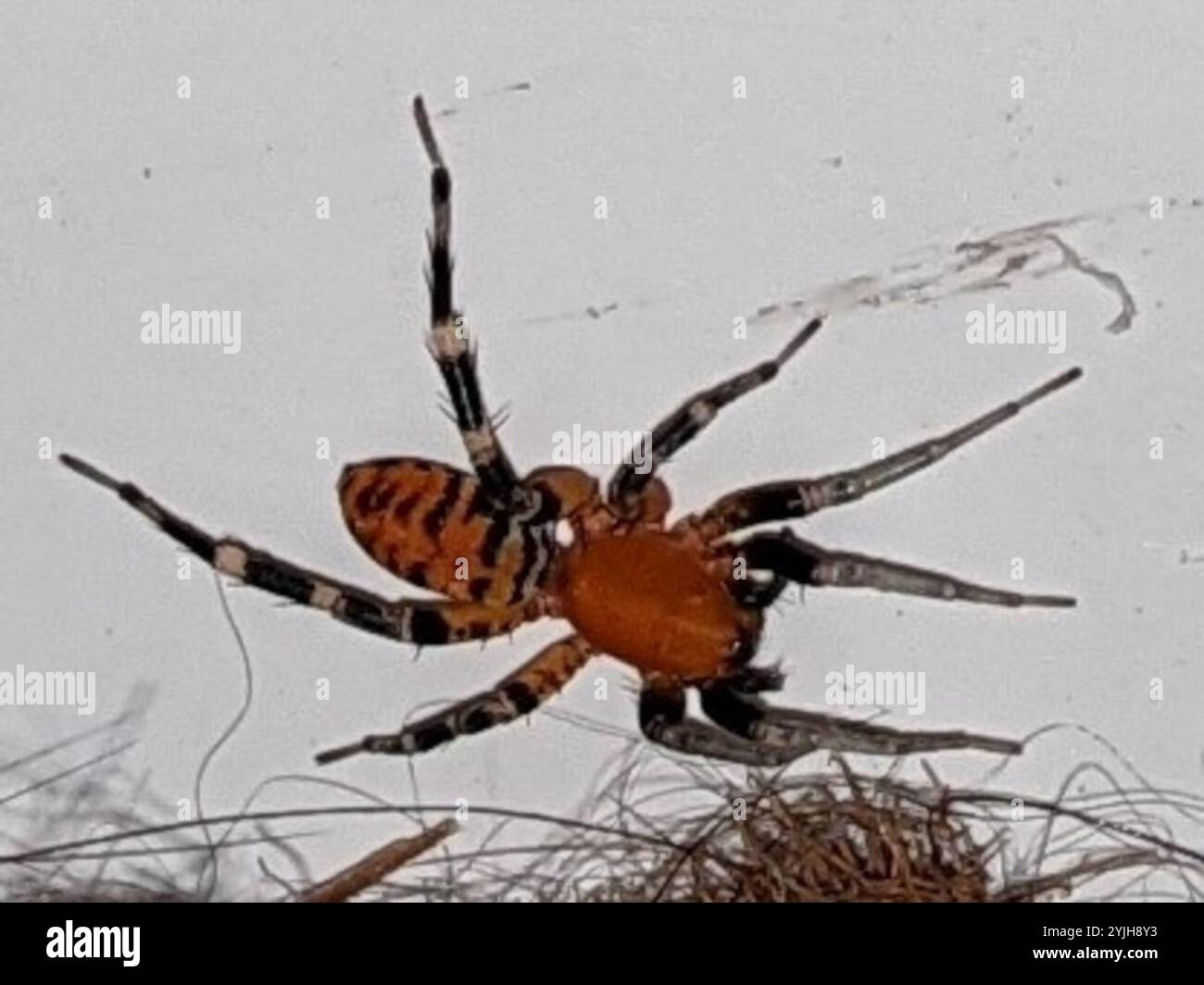 Orange Ant-mimic Sac Spider (Castianeira amoena Stock Photo - Alamy
