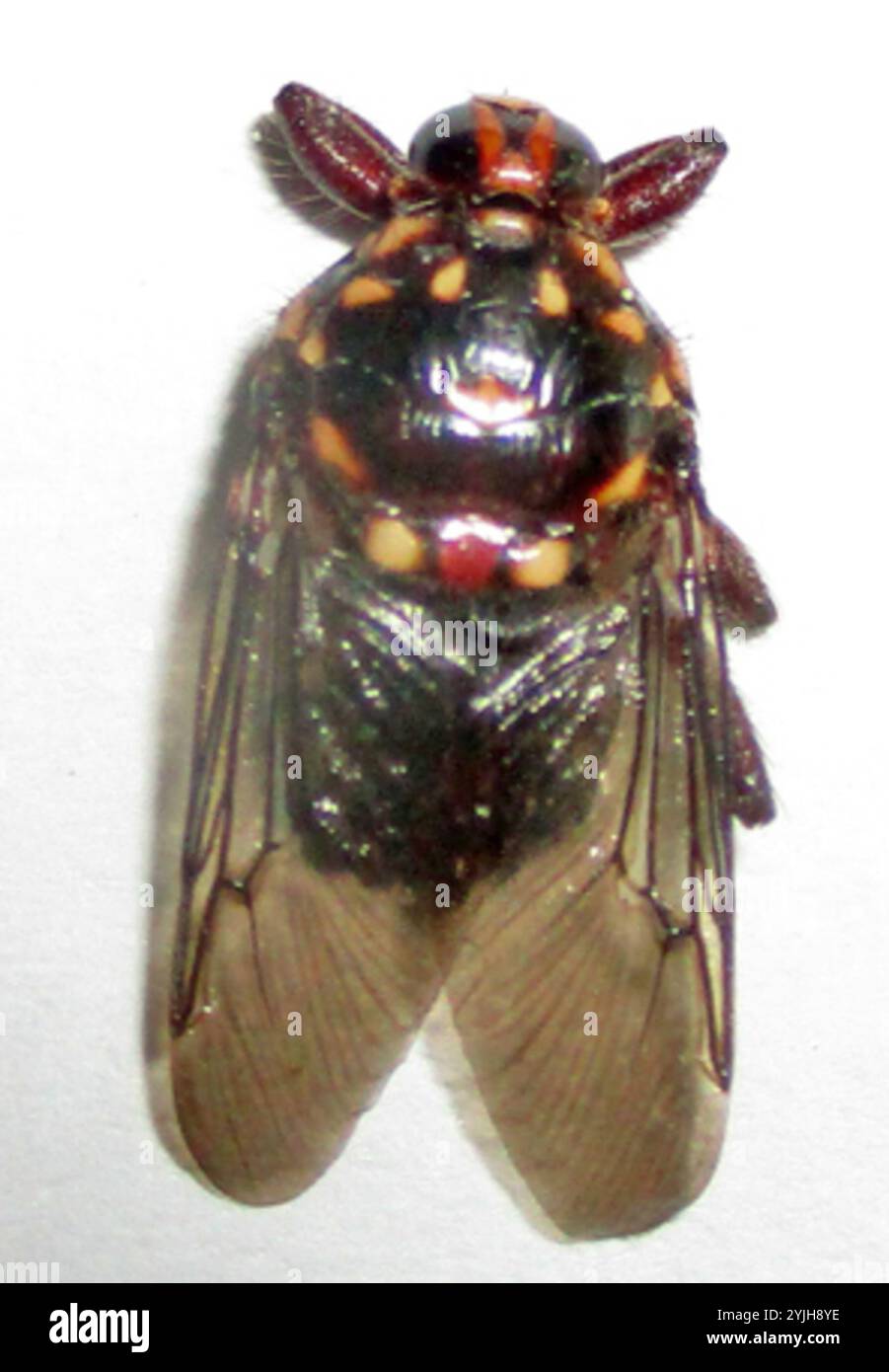 Cattle louse hi-res stock photography and images - Alamy