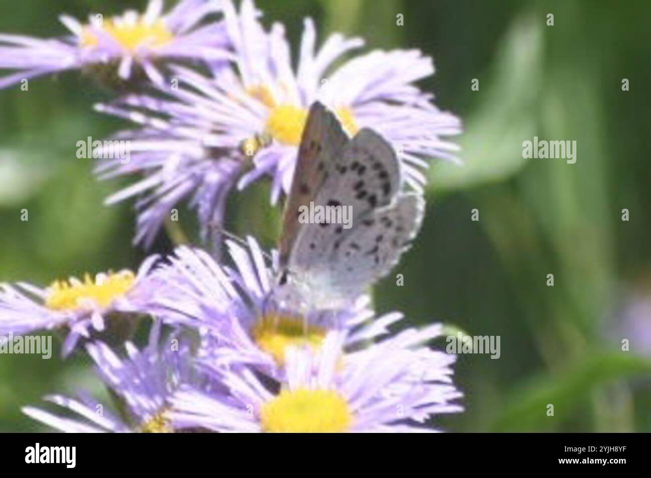 Blue Copper (Tharsalea heteronea Stock Photo - Alamy