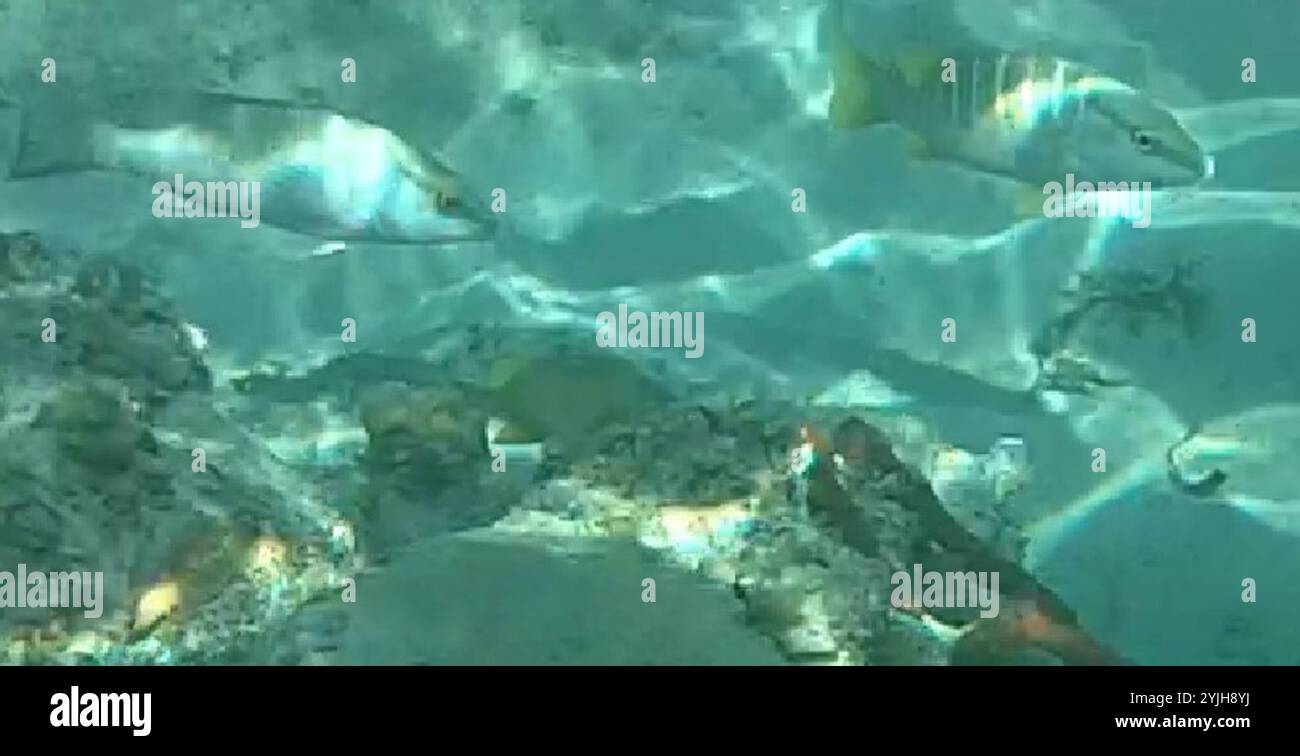 Schoolmaster Snapper (Lutjanus apodus Stock Photo - Alamy