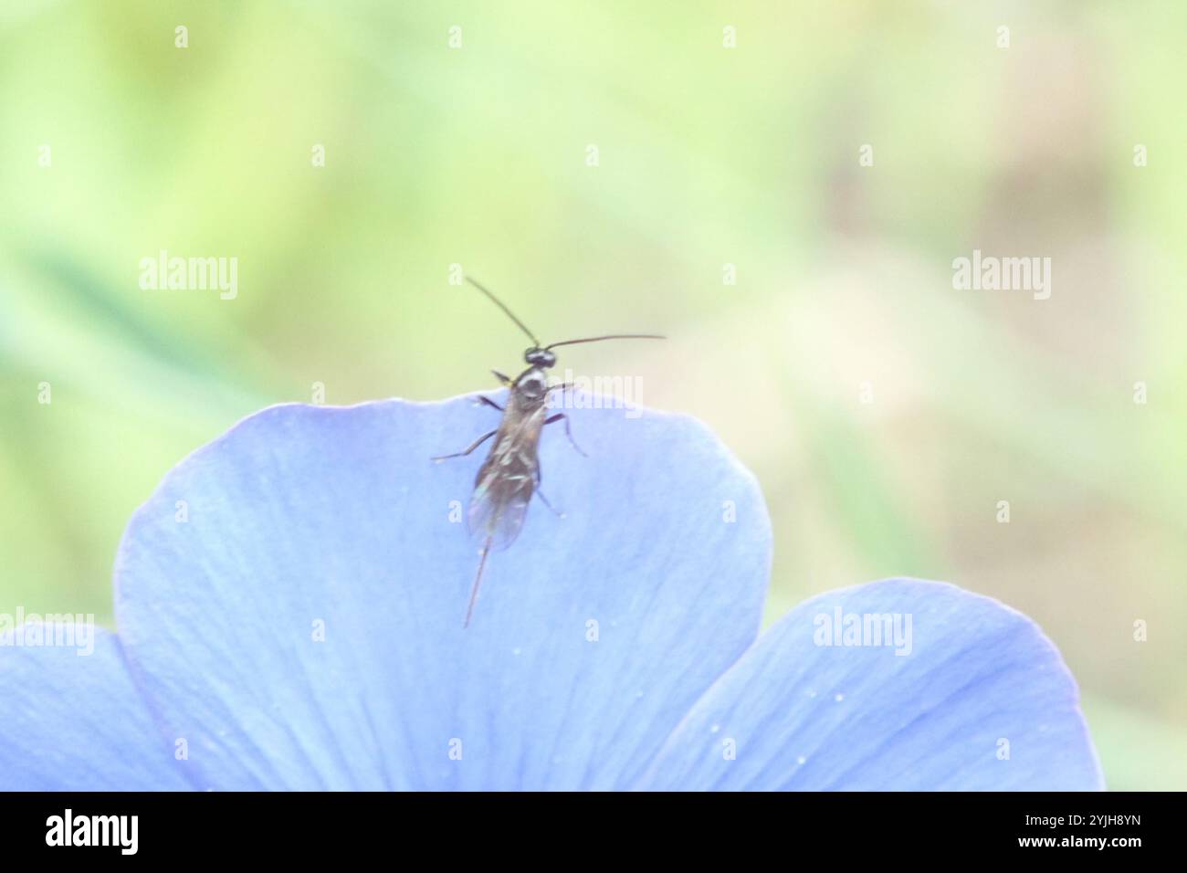 Braconid Wasps (Braconidae Stock Photo - Alamy