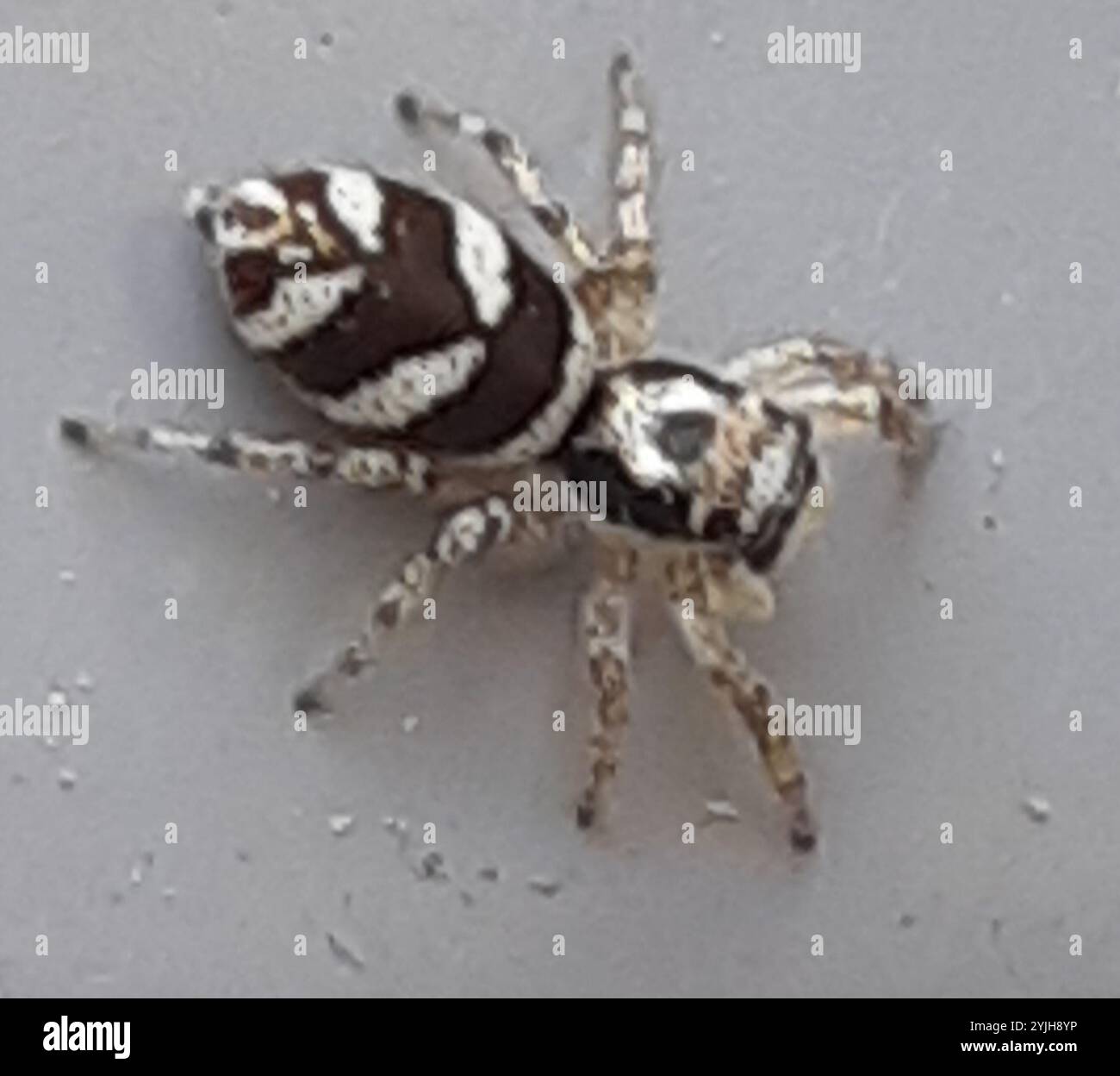 Zebra Jumping Spider (Salticus scenicus Stock Photo - Alamy