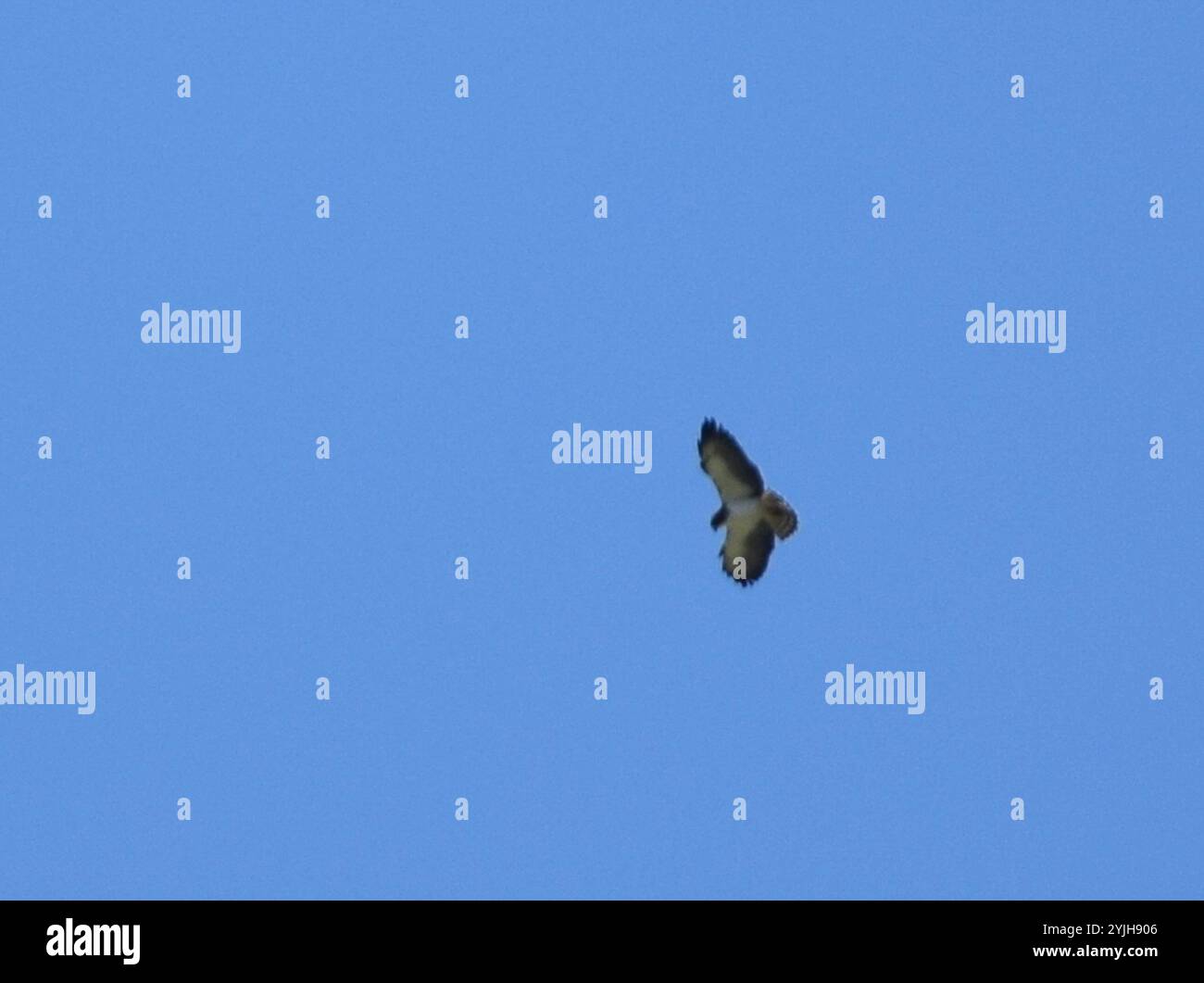 Short tailed hawk hi-res stock photography and images - Alamy