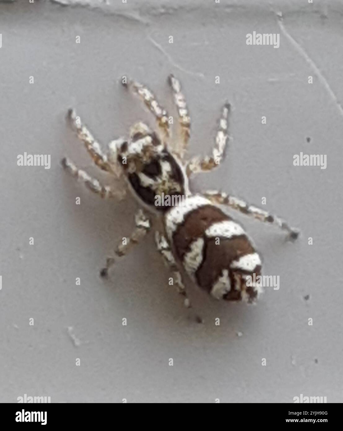 Zebra Jumping Spider (Salticus scenicus Stock Photo - Alamy