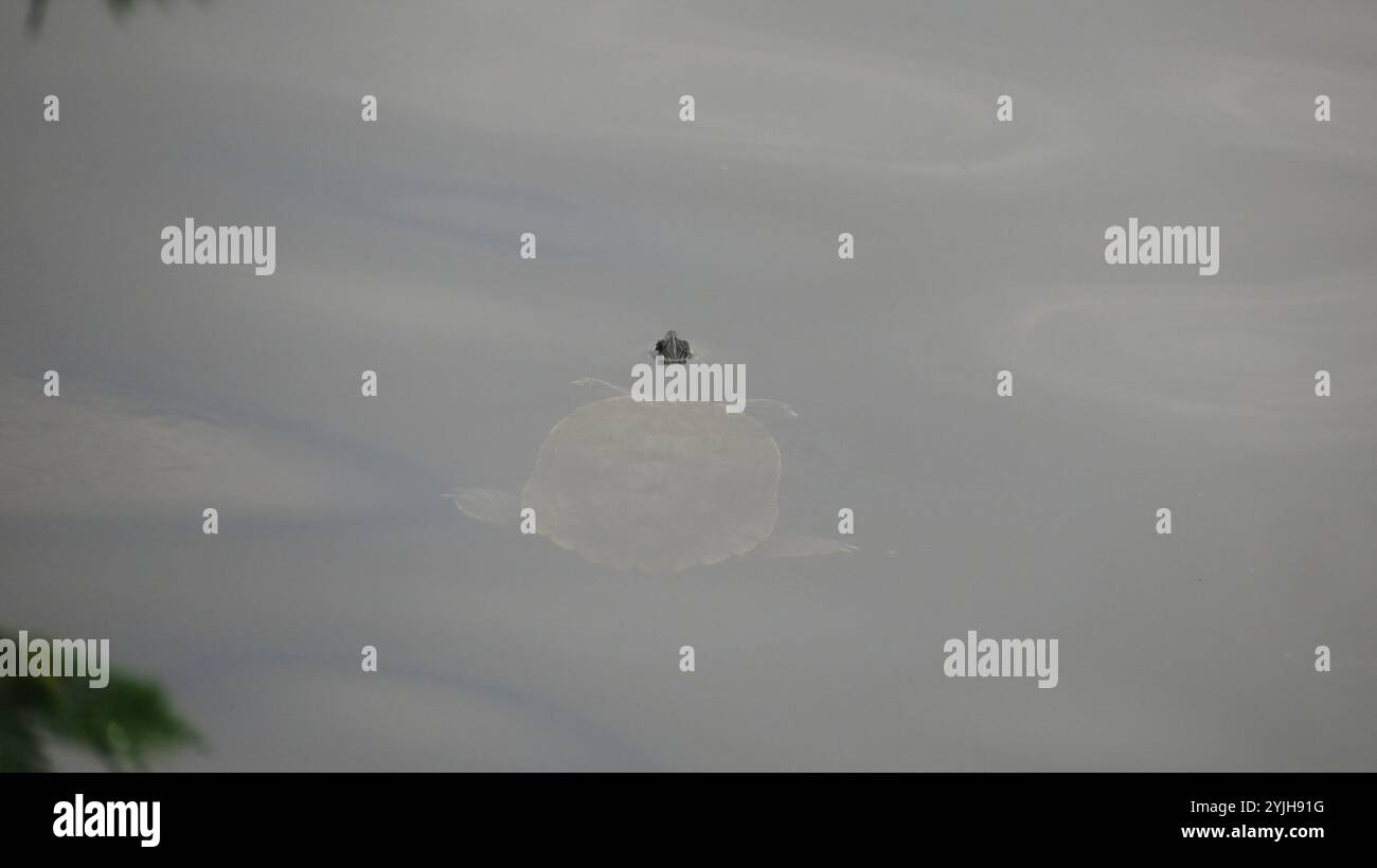 Northern Map Turtle (Graptemys geographica Stock Photo - Alamy