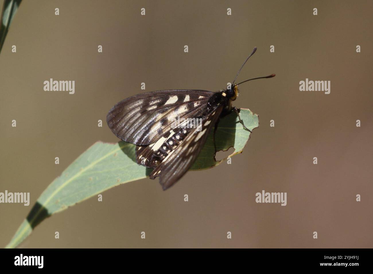 Glasswing (Acraea andromacha Stock Photo - Alamy