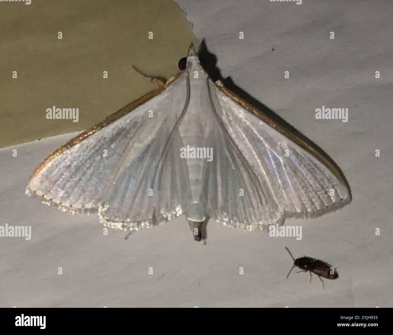 Orange-shouldered Sherbet Moth (Diaphania costata Stock Photo - Alamy