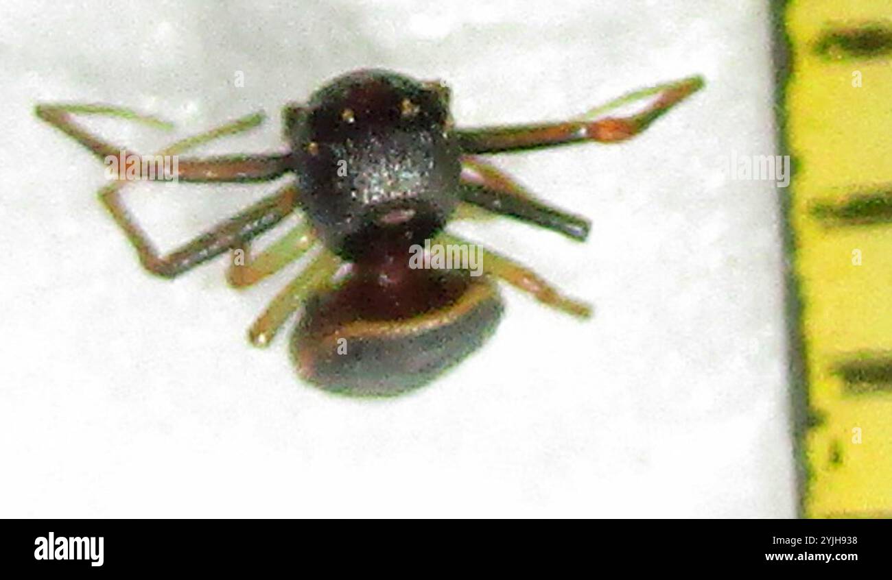 Beetle crab spiders (Mystaria Stock Photo - Alamy