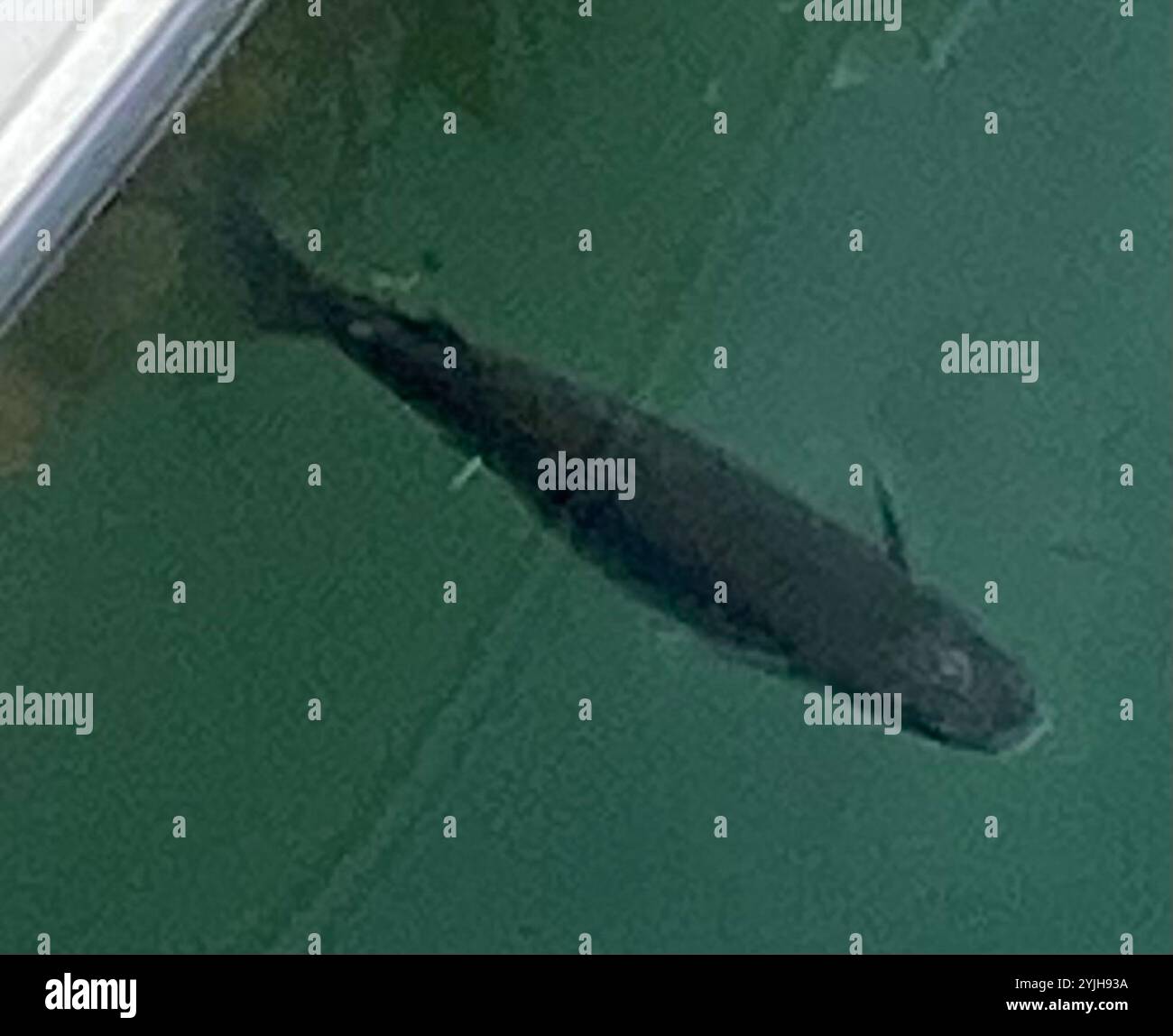 Ray-finned Fishes (Actinopterygii Stock Photo - Alamy