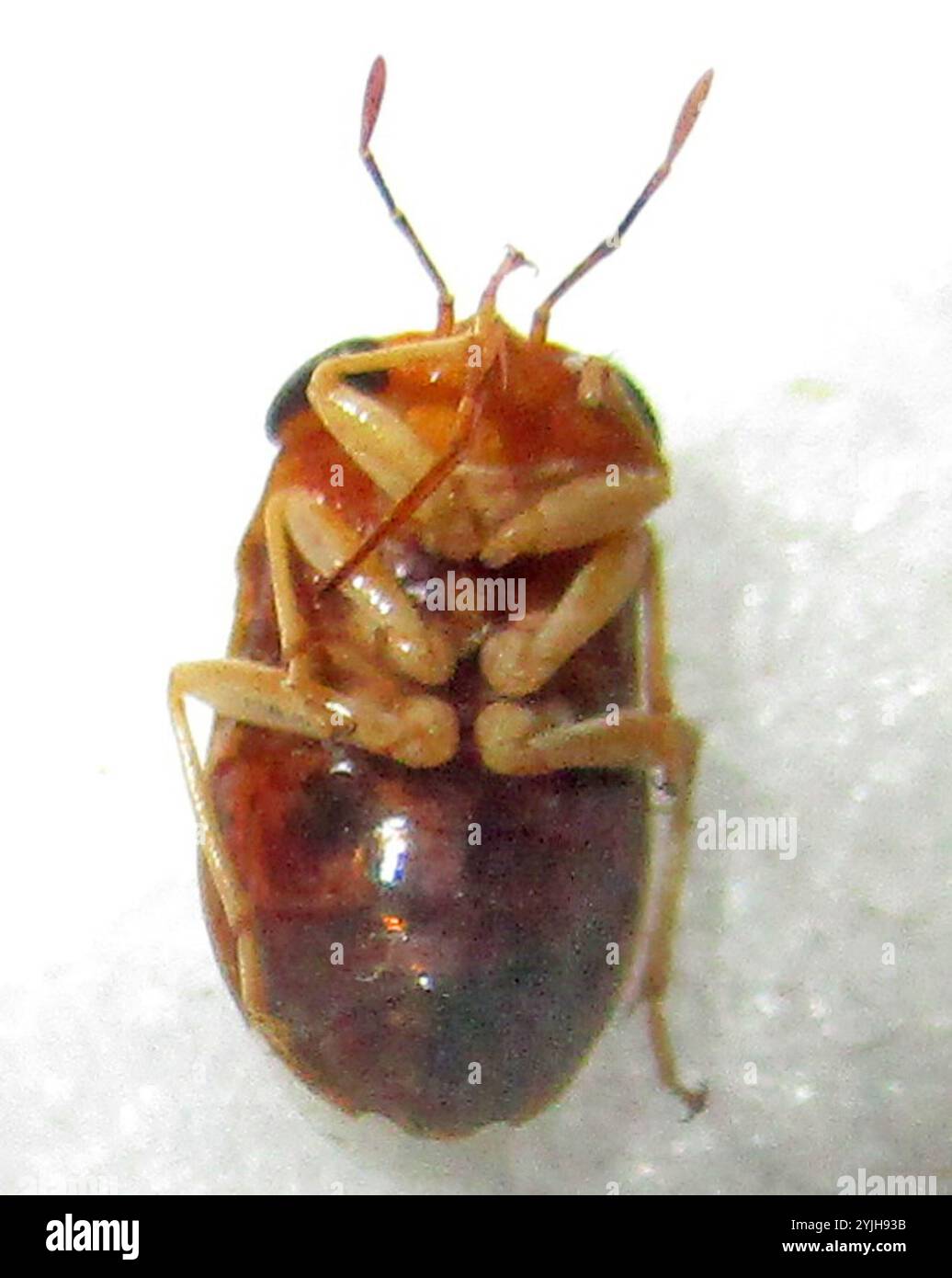 Geocoris hi-res stock photography and images - Alamy