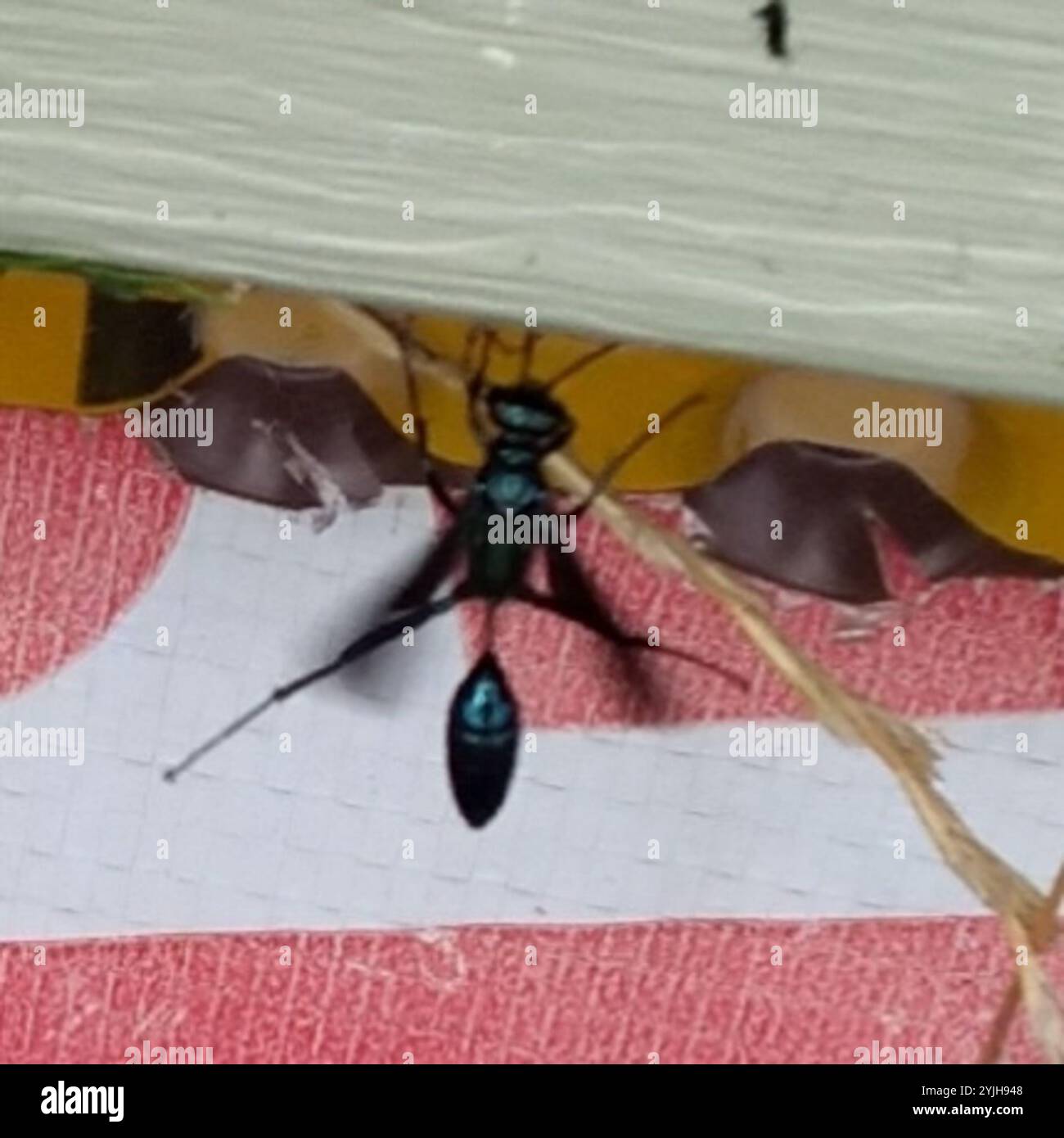 Blue mud dauber wasp hi-res stock photography and images - Alamy