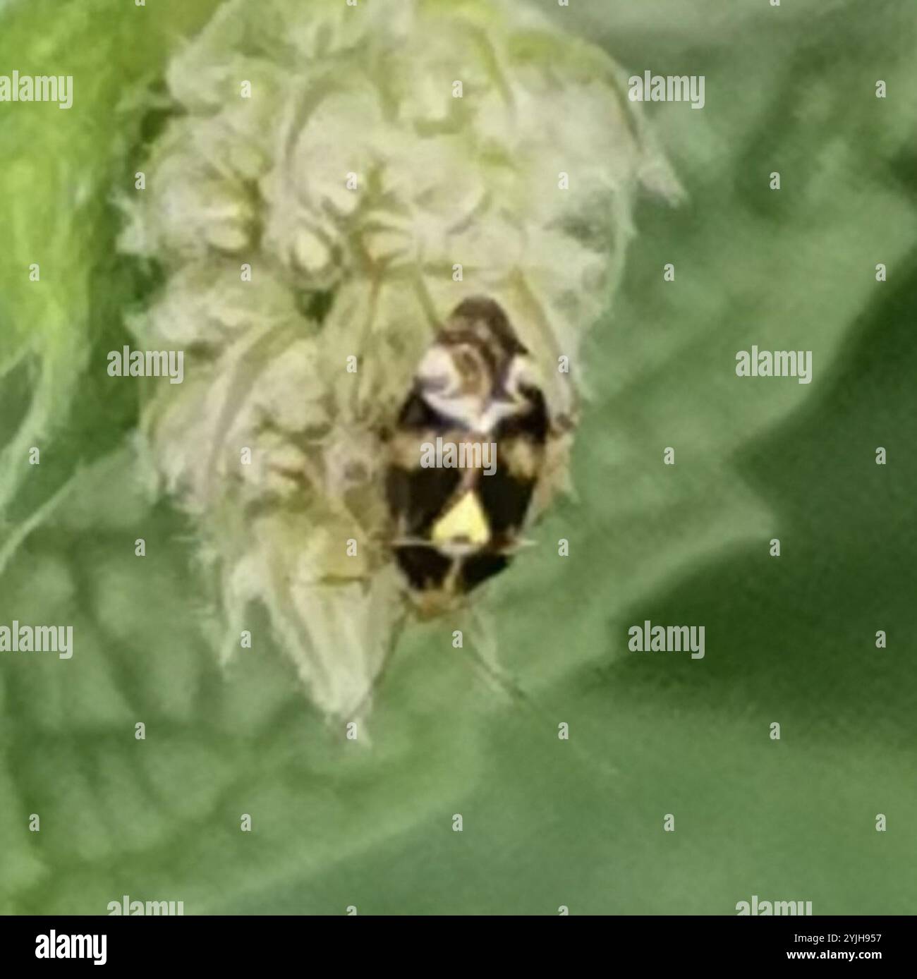 Three Spotted Nettle Bug (Liocoris tripustulatus Stock Photo - Alamy