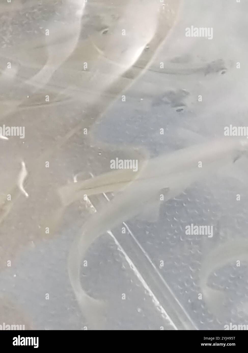 Atlantic silverside hi-res stock photography and images - Alamy