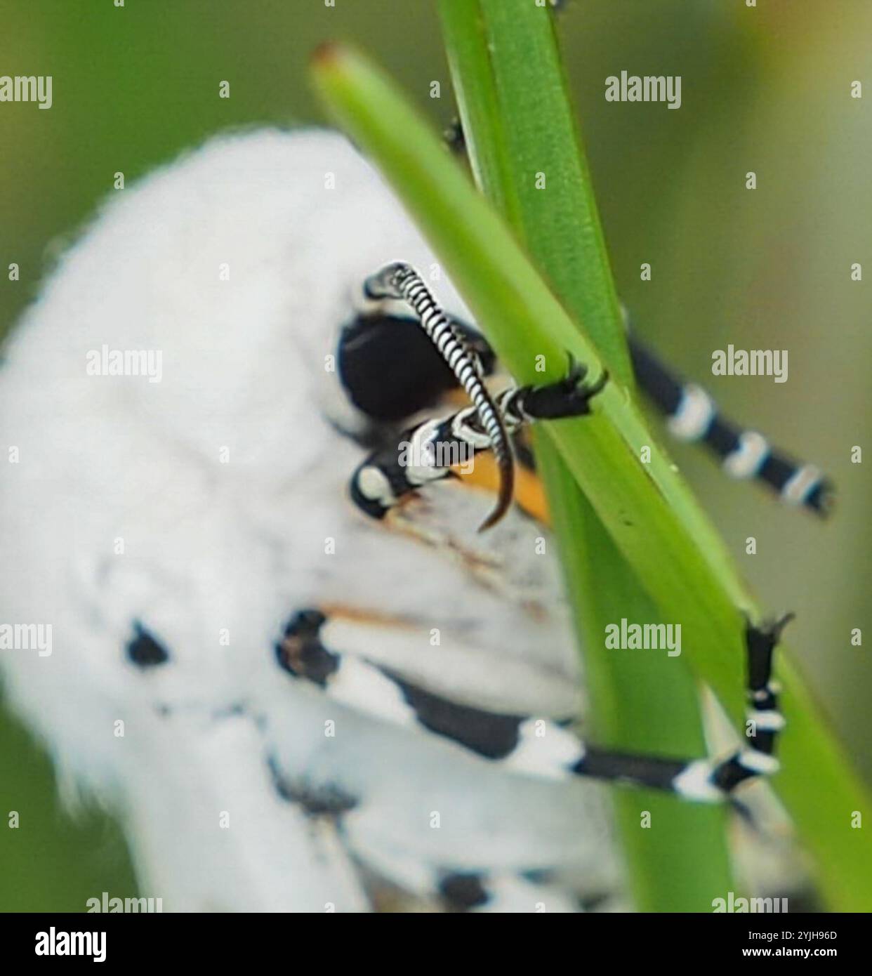 Salt Marsh Moth (Estigmene acrea Stock Photo - Alamy