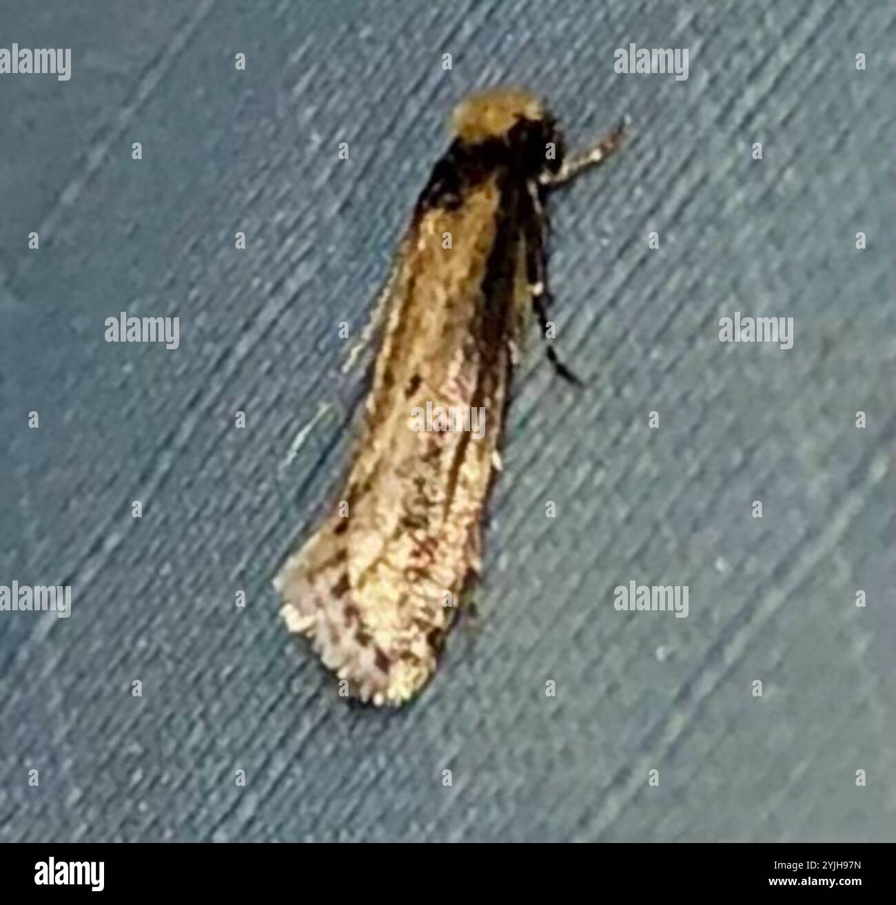 Dark-collared Tinea Moth (Tinea apicimaculella Stock Photo - Alamy