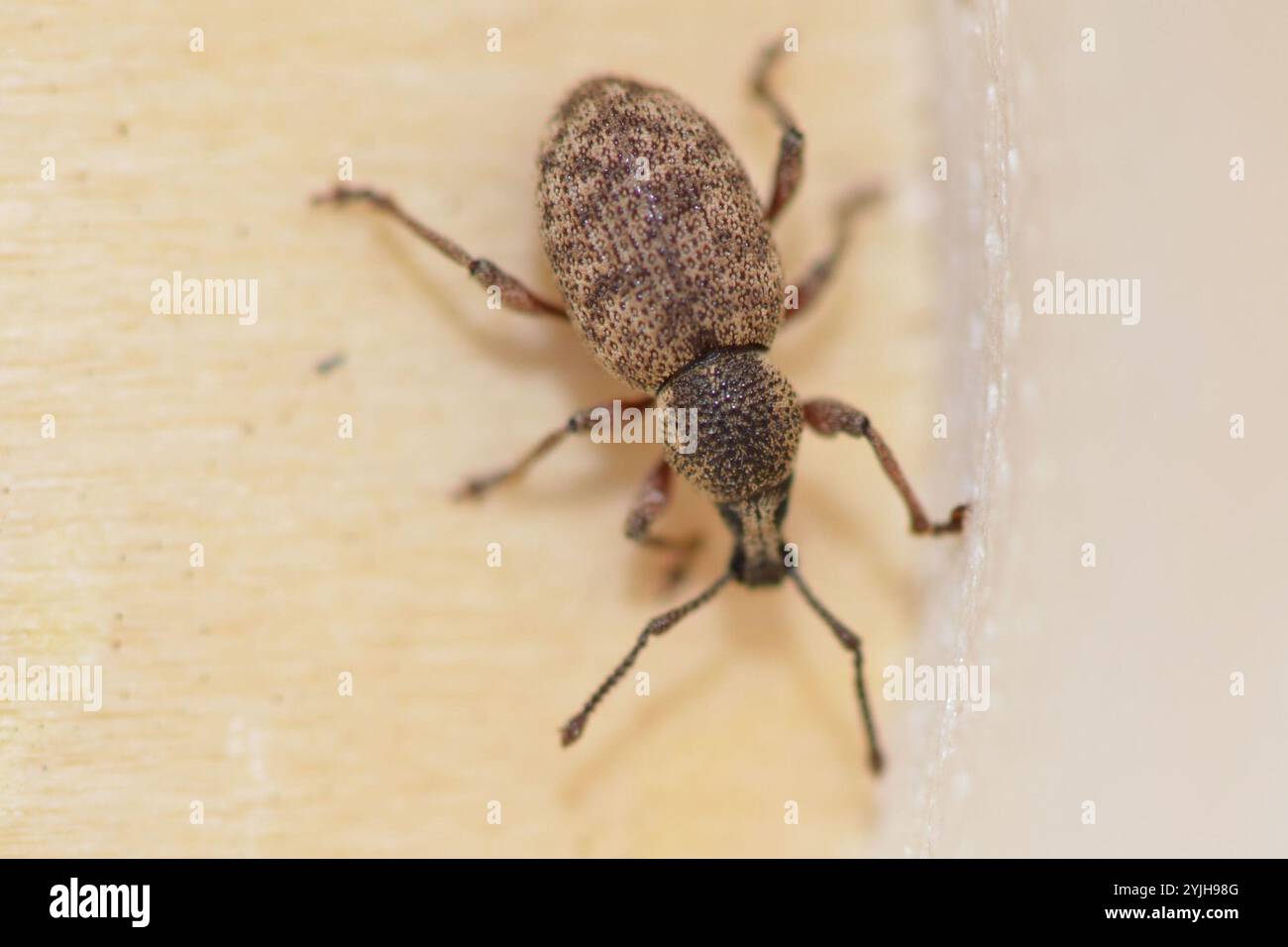 Clay-coloured Weevil (Otiorhynchus singularis Stock Photo - Alamy