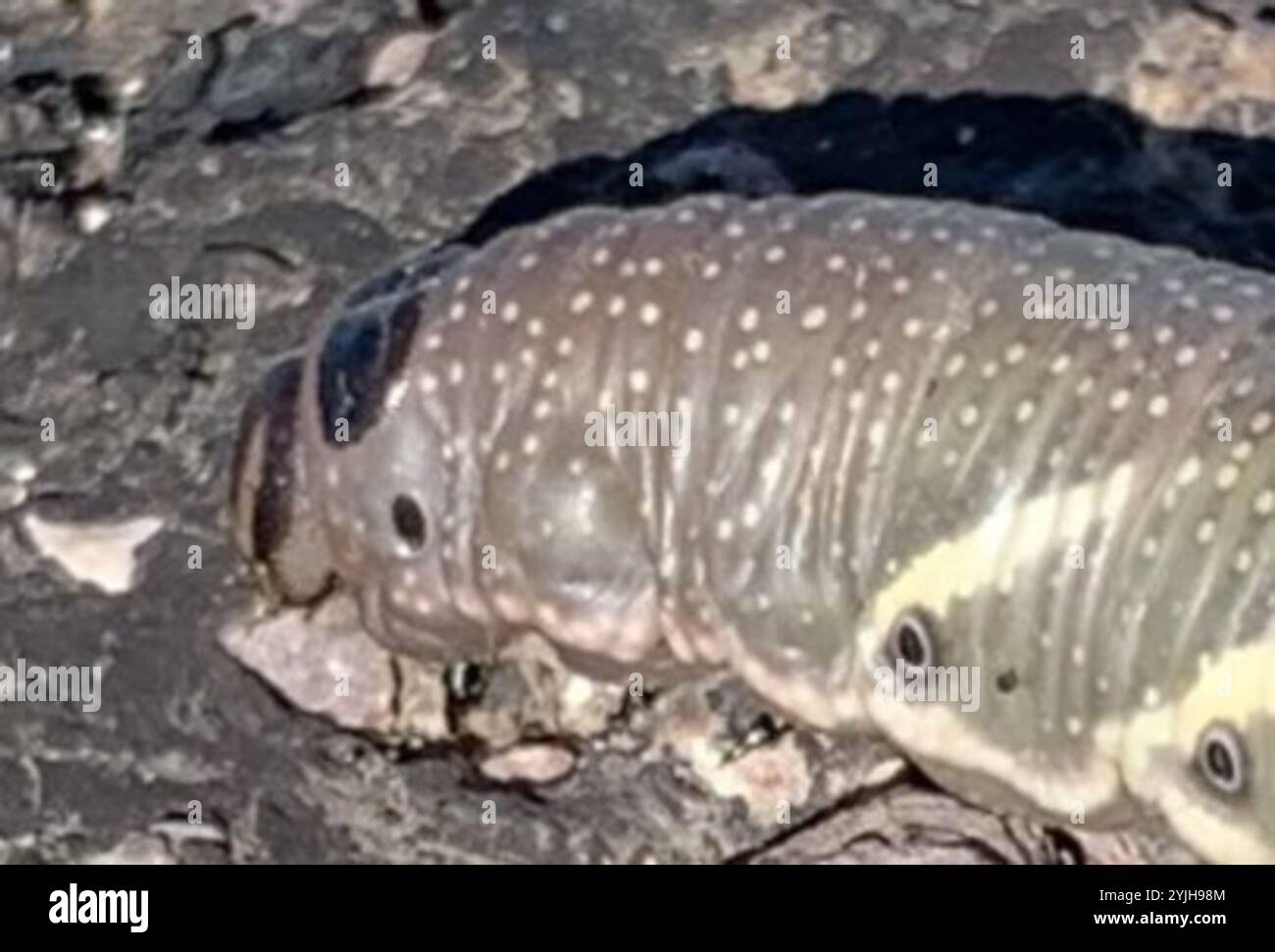 Five-spotted Hawk Moth (Manduca quinquemaculatus Stock Photo - Alamy