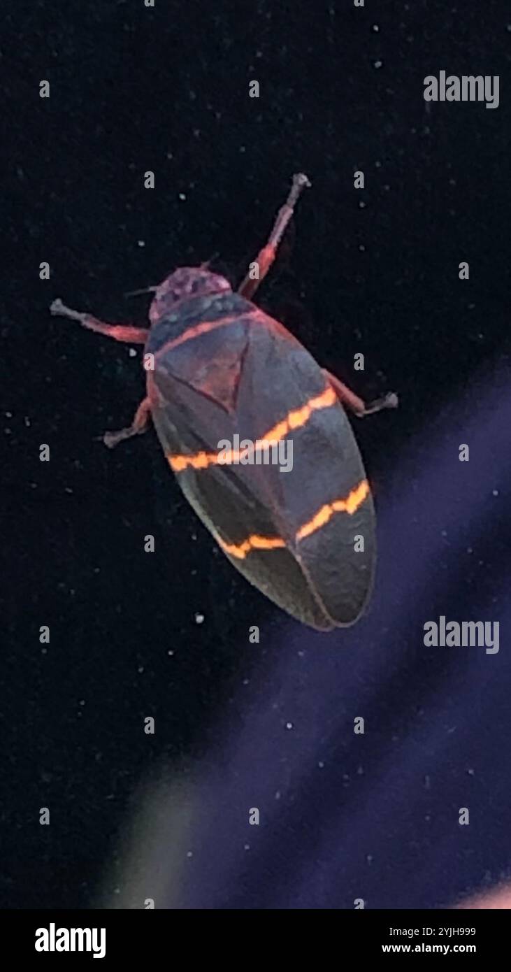 Two-lined Spittlebug (Prosapia bicincta Stock Photo - Alamy