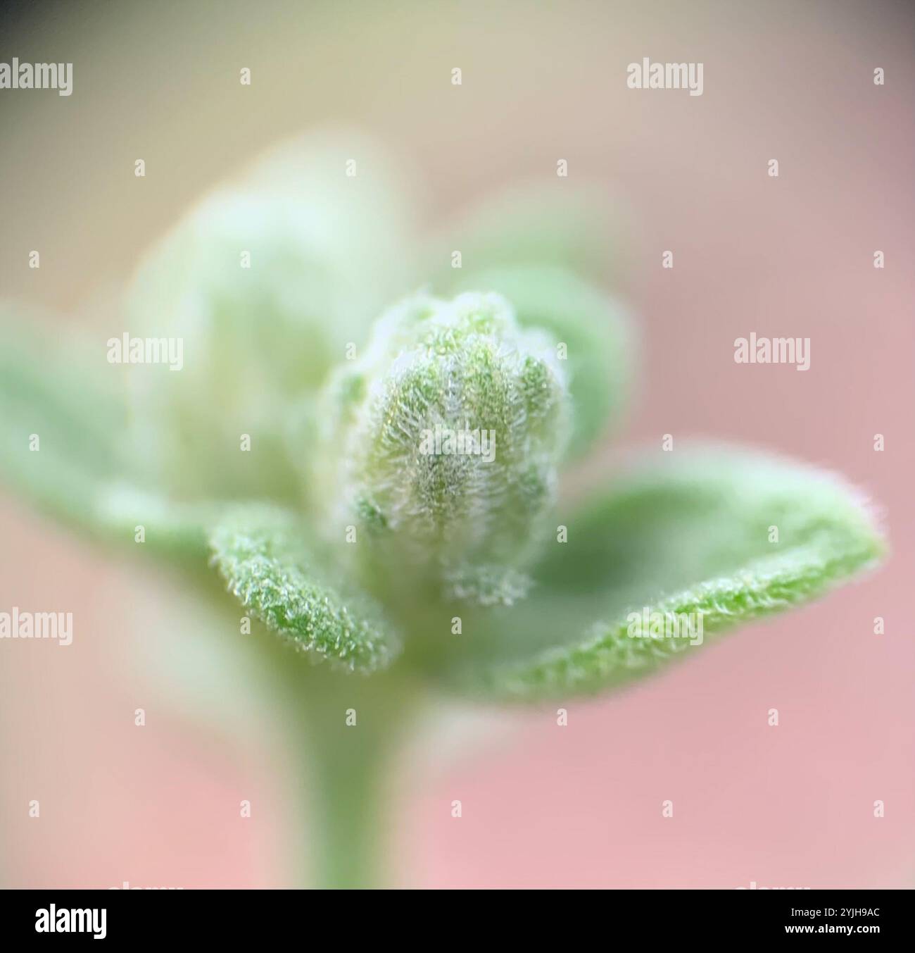 Dixie aster (Sericocarpus tortifolius Stock Photo - Alamy