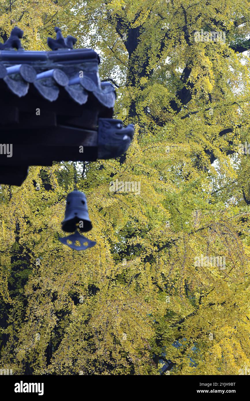 Aerial photo shows an ancient ginkgo tree at a temple in Xi'an City ...