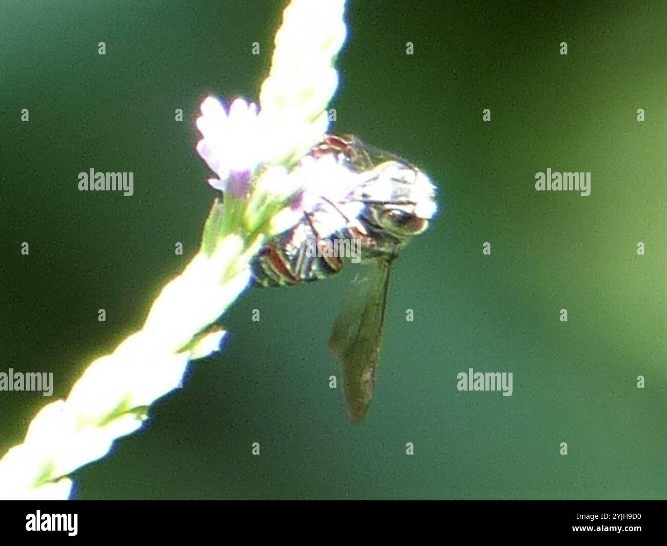 Sharptail Bees (Coelioxys Stock Photo - Alamy